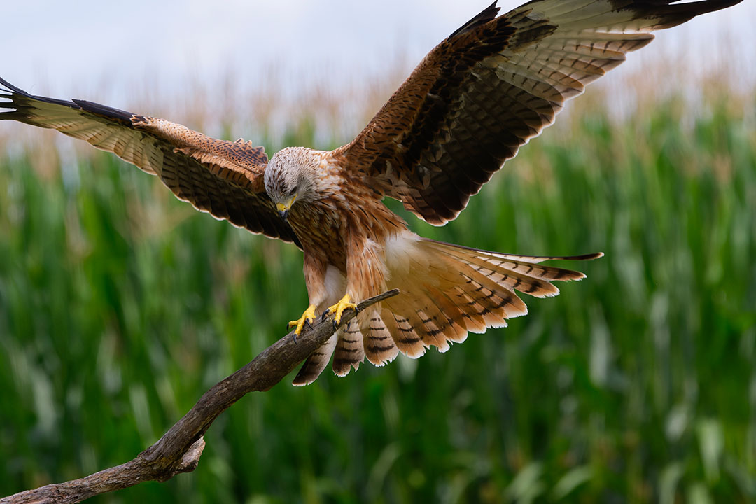 Yacobird